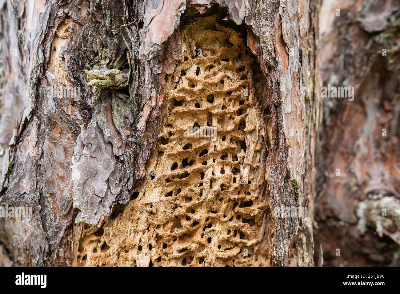 Damaged old pine tree bark close-up. Closeup of ant`s nest on withered pine tree trunk. Closeup ...